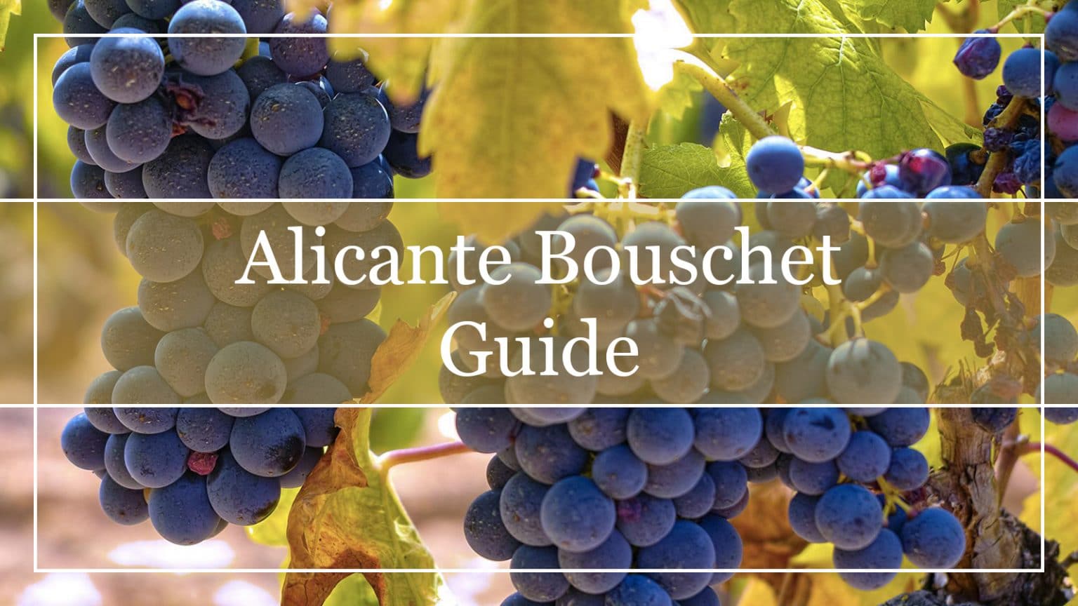 Albariño Wine 101 – Everything You Need to Know - WinePros
