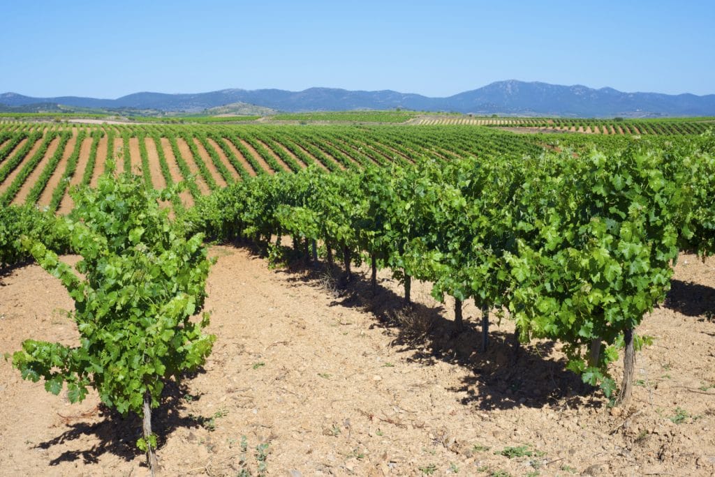 Your Complete Carignan Wine Guide - WinePros