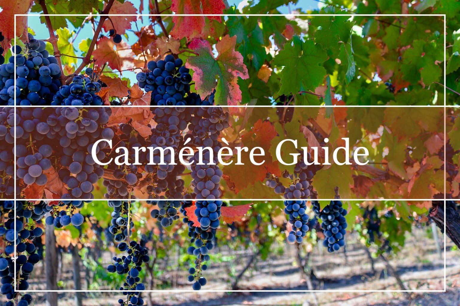 What is Merlot Wine? All You Need to Know - WinePros