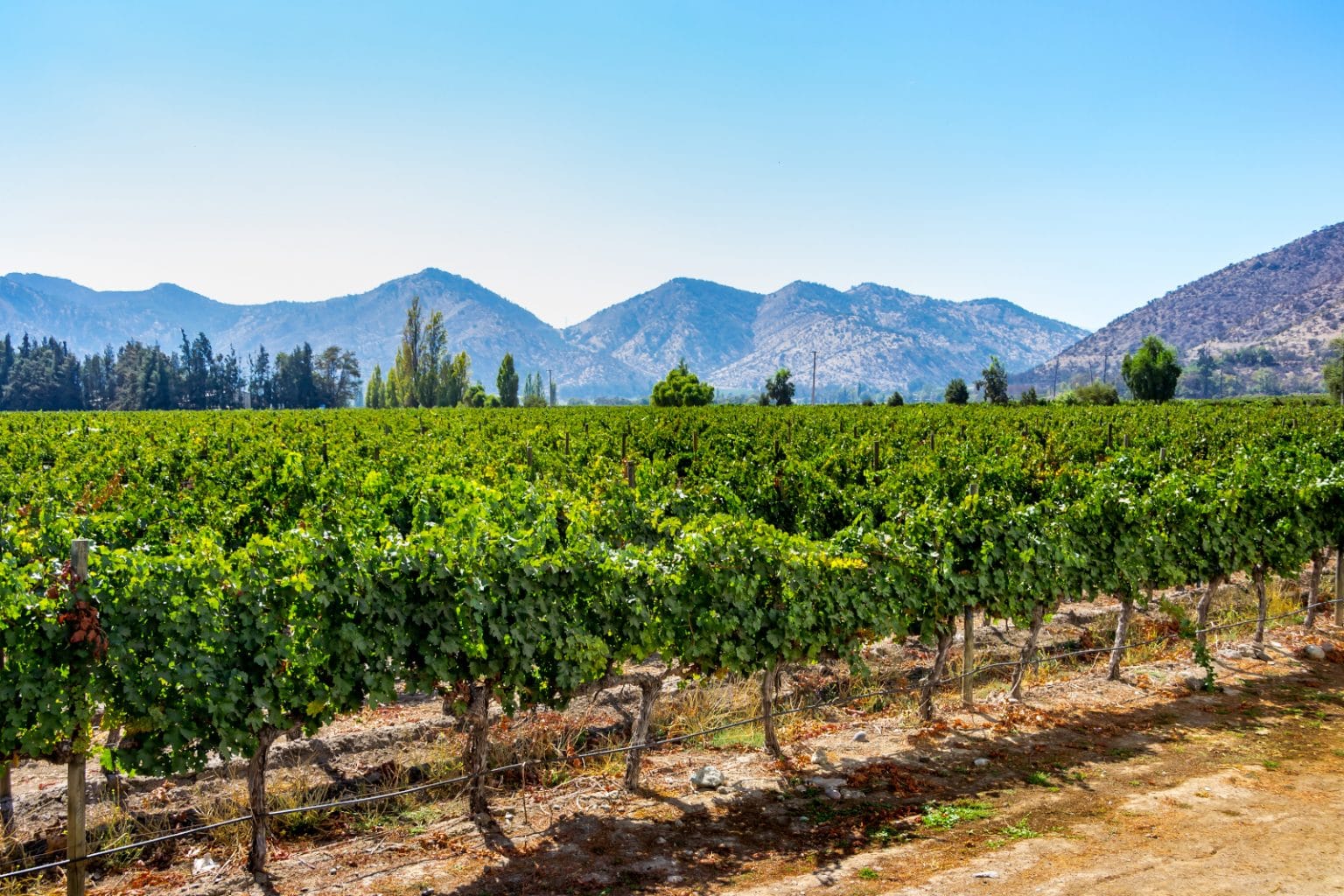 Carménère: The Ultimate Wine Guide - WinePros