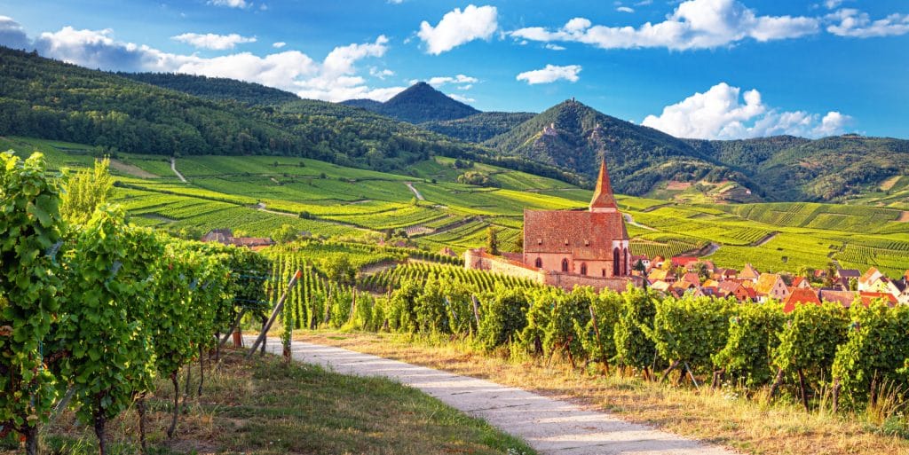 Gewürztraminer Wine Guide 101 - WinePros