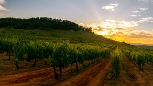 What is Grenache Blanc Wine? All You Need to Know - WinePros