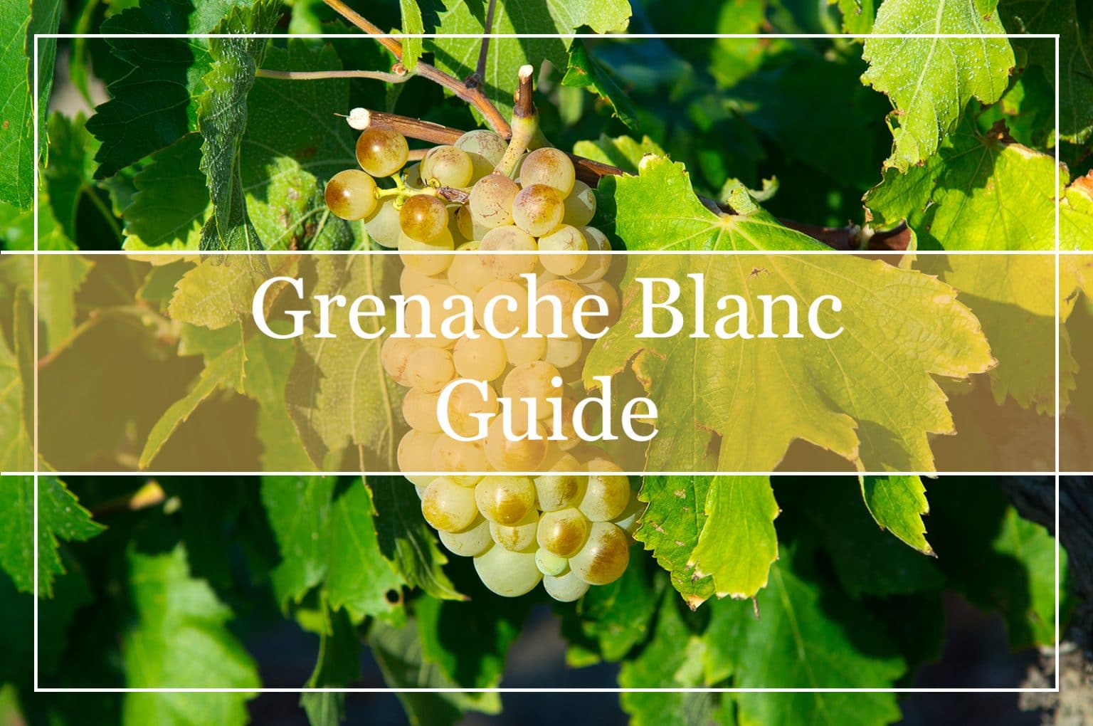 What is Grenache Blanc Wine? All You Need to Know - WinePros