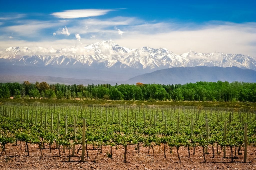 What is Malbec Wine? All You Need to Know - WinePros