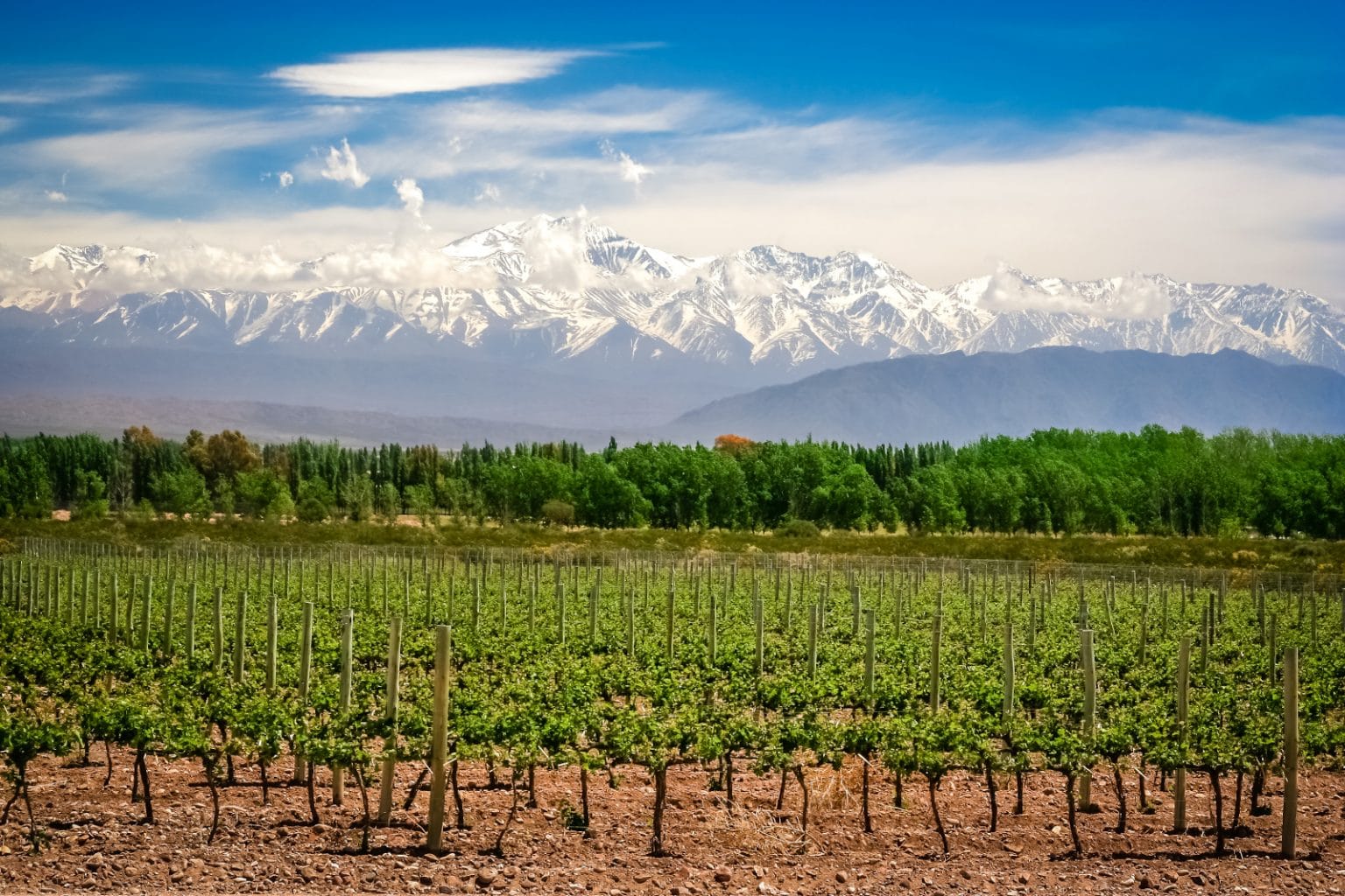What is Malbec Wine? All You Need to Know - WinePros