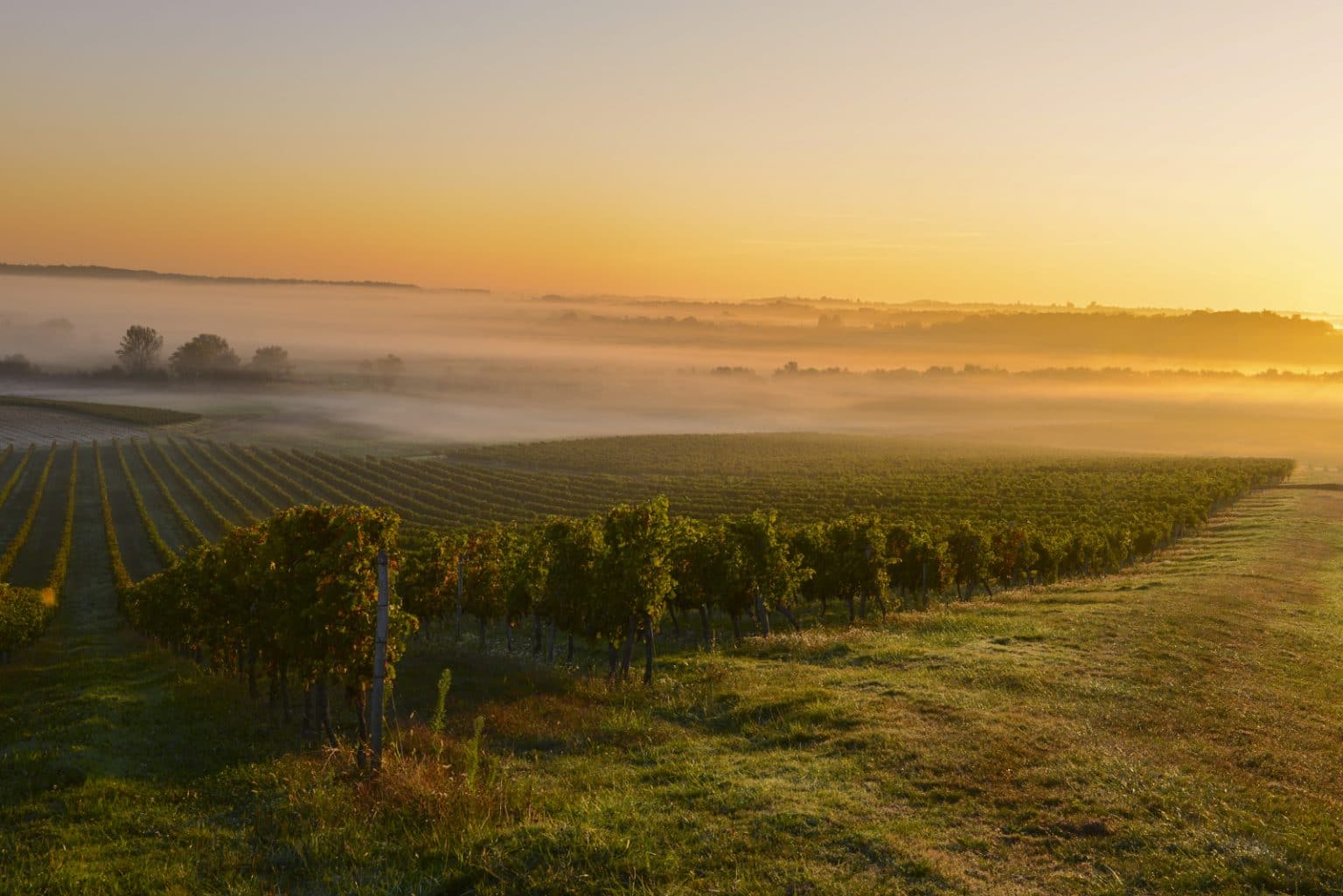 What is Merlot Wine? All You Need to Know - WinePros