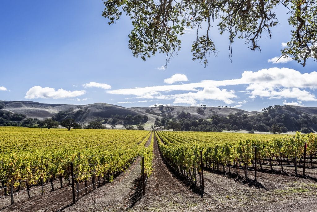 Your Essential Guide to Mission Wines - WinePros