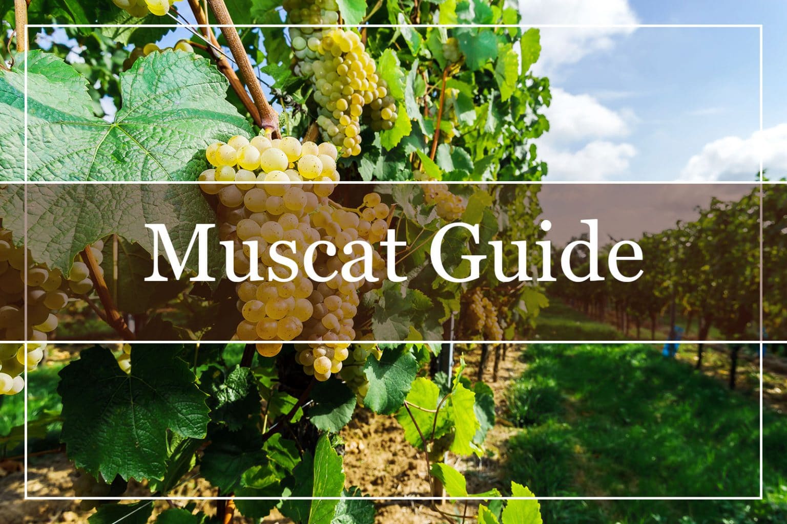 Your Complete Muscat Wine Guide - WinePros
