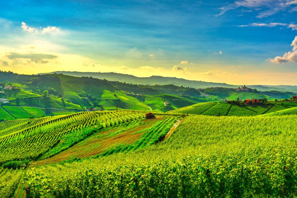 Your Complete Muscat Wine Guide - WinePros