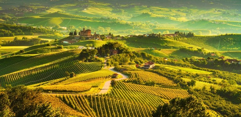 Your Complete Nebbiolo Wine Guide - WinePros