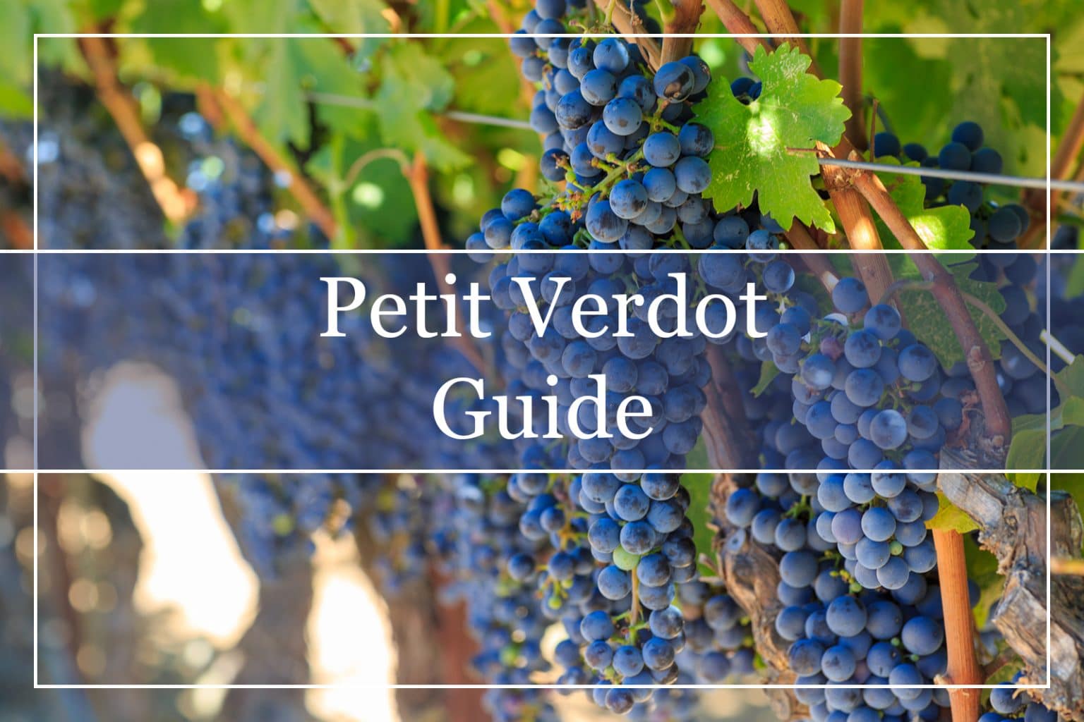 Petit Verdot Wine Guide 101 - WinePros