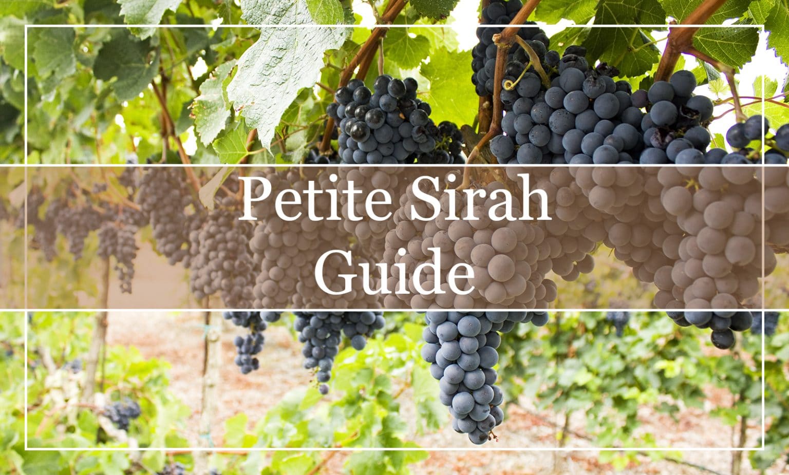 Your Essential Guide to Syrah Wine - WinePros