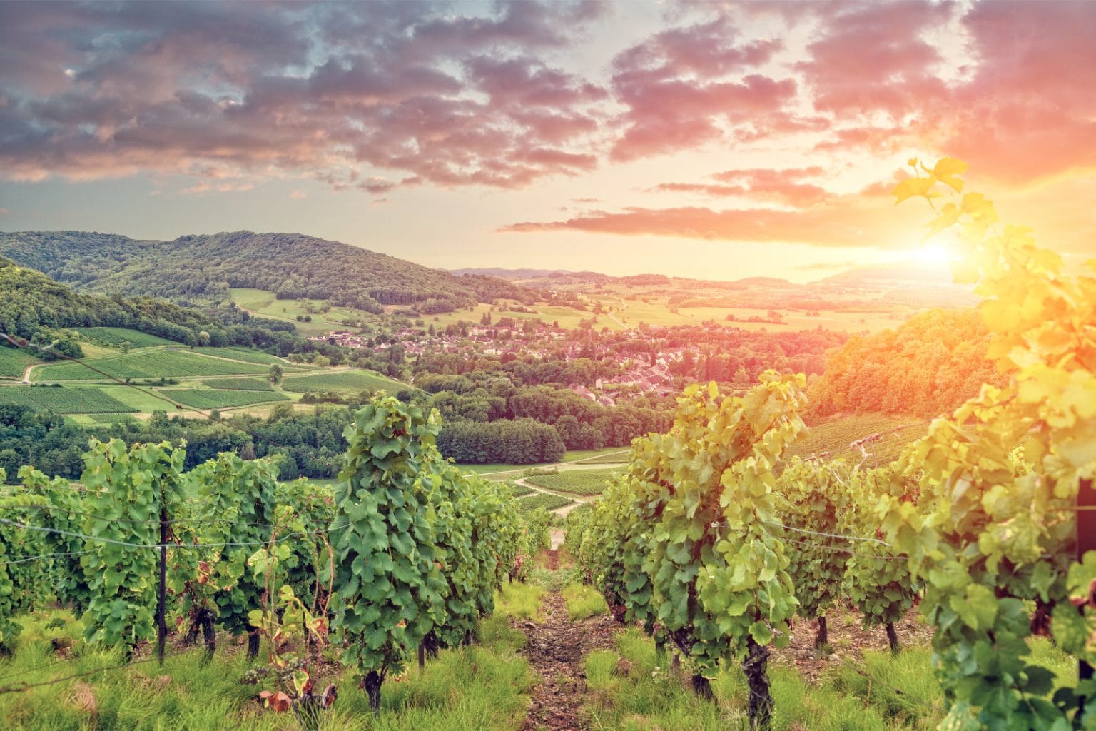 Pinot Gris Wine 101 – Everything You Need to Know - WinePros