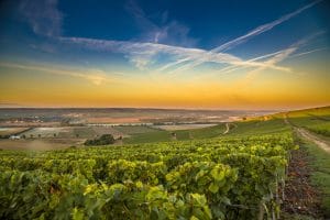 Learn About Pinot Meunier Wine - WinePros