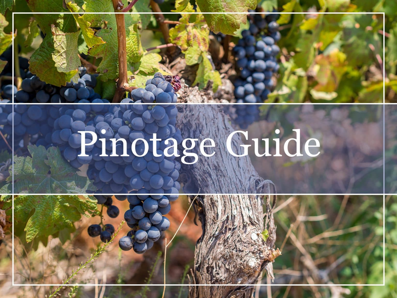 What is Pinotage Wine? All You Need to Know - WinePros