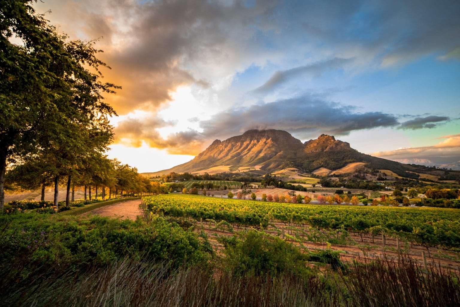 What is Pinotage Wine? All You Need to Know - WinePros