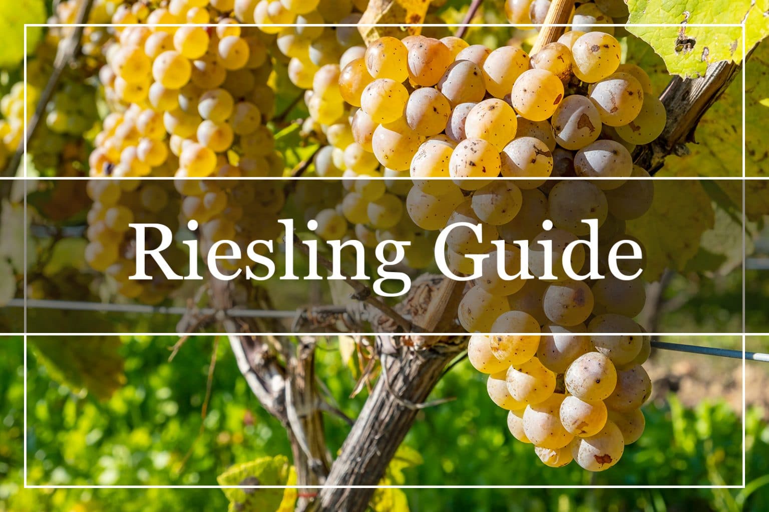 What You Should Know About Riesling Wine - WinePros