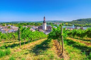 What You Should Know About Riesling Wine - WinePros
