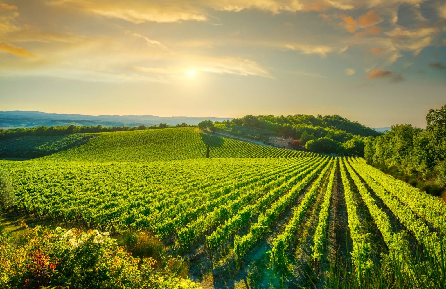 Your Complete Sangiovese Wine Guide - WinePros