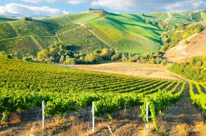 The Essential Guide to Semillon Wine - WinePros