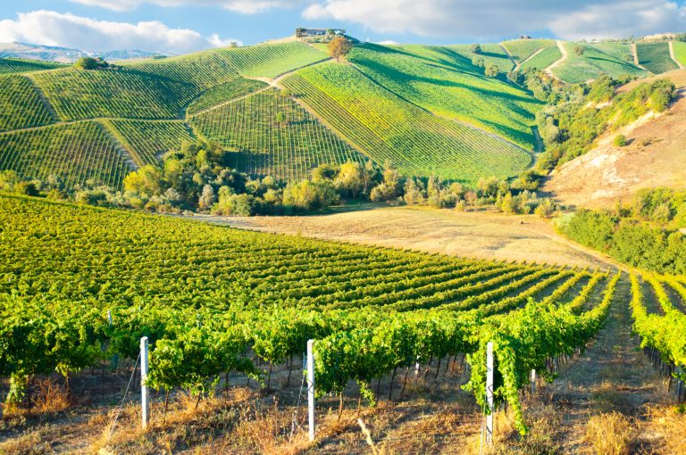 The Essential Guide to Semillon Wine - WinePros