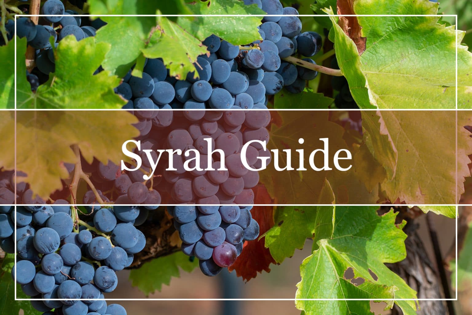 Your Essential Guide to Syrah Wine - Welcome to WinePros!