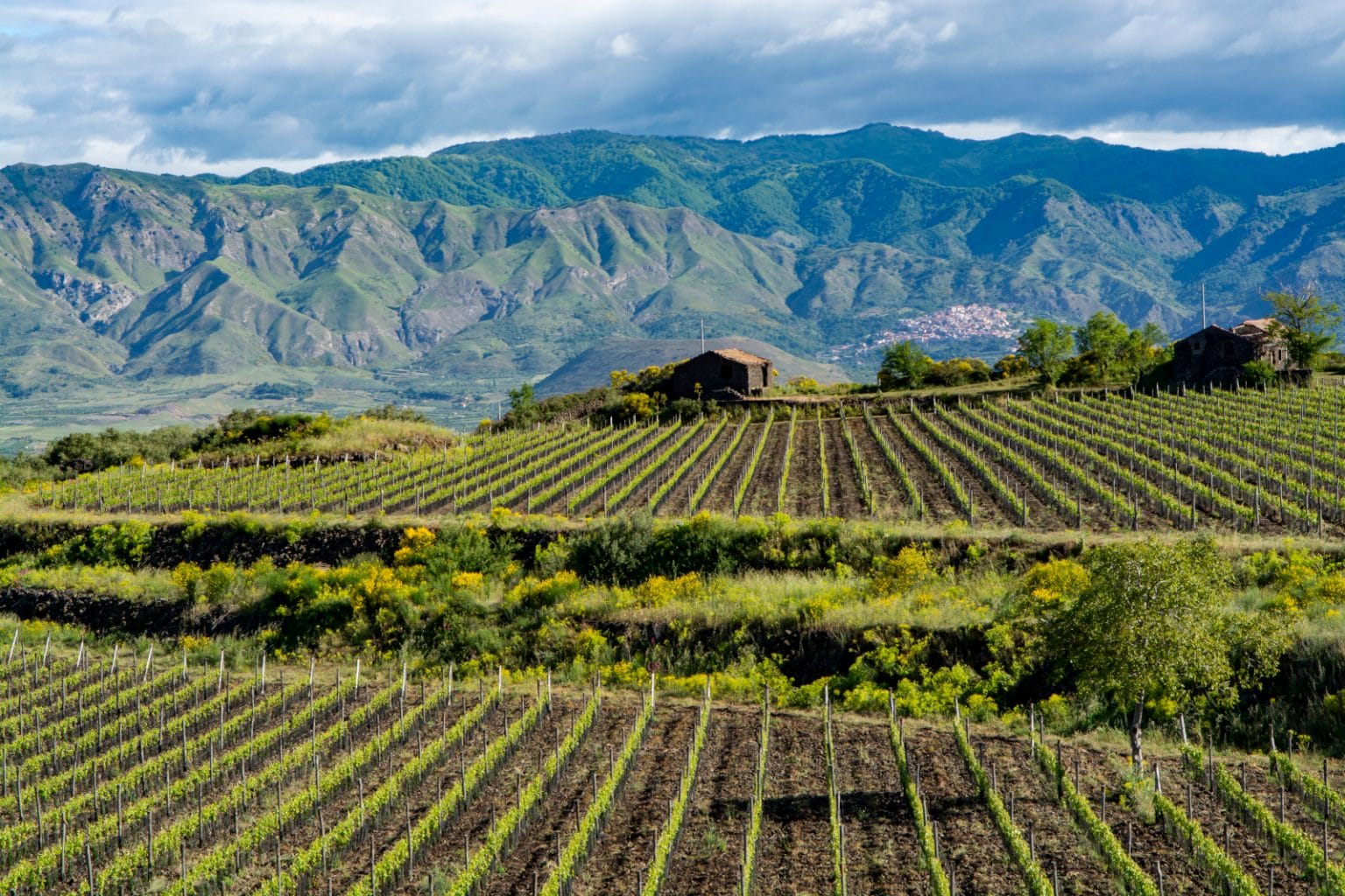 Your Essential Guide to Syrah Wine - WinePros
