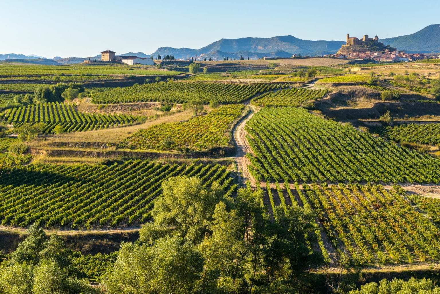 Tempranillo – The Ultimate Wine Guide - WinePros