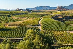 Tempranillo – The Ultimate Wine Guide - WinePros