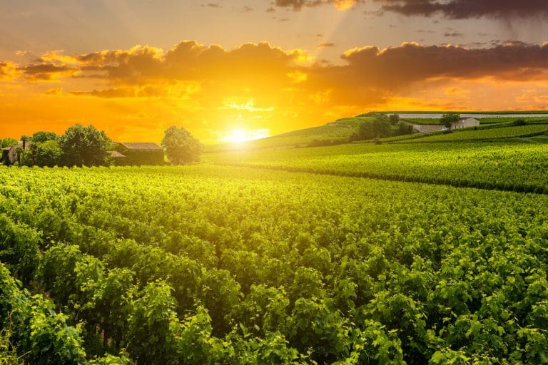 Trebbiano - The Ultimate Wine Guide - WinePros