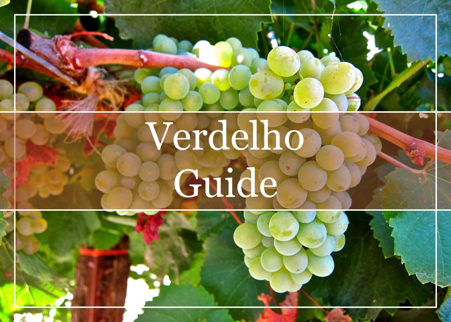 Your Essential Barbera Wine Guide - WinePros