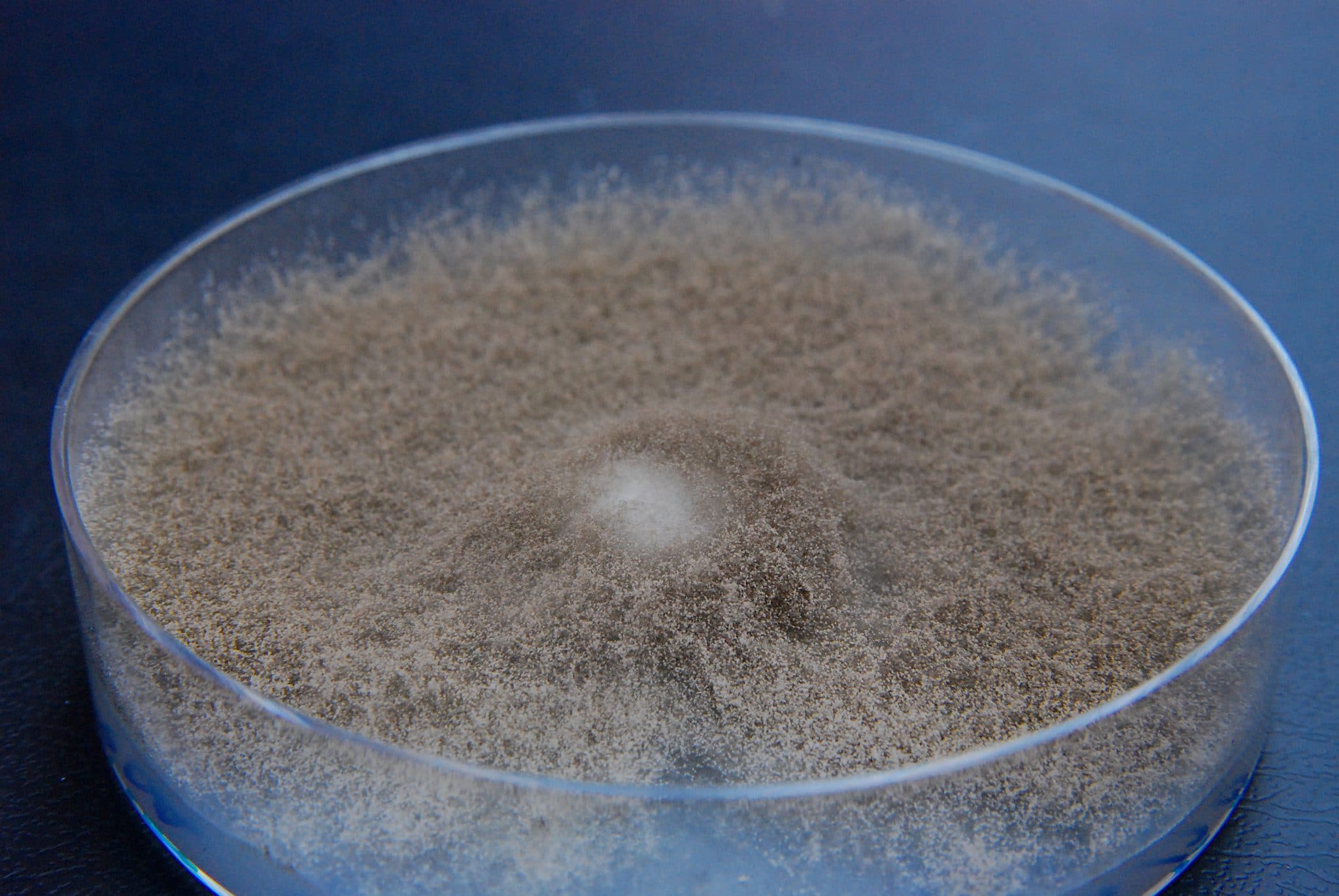 What Is Botrytis Cinerea? (2023) - WinePros