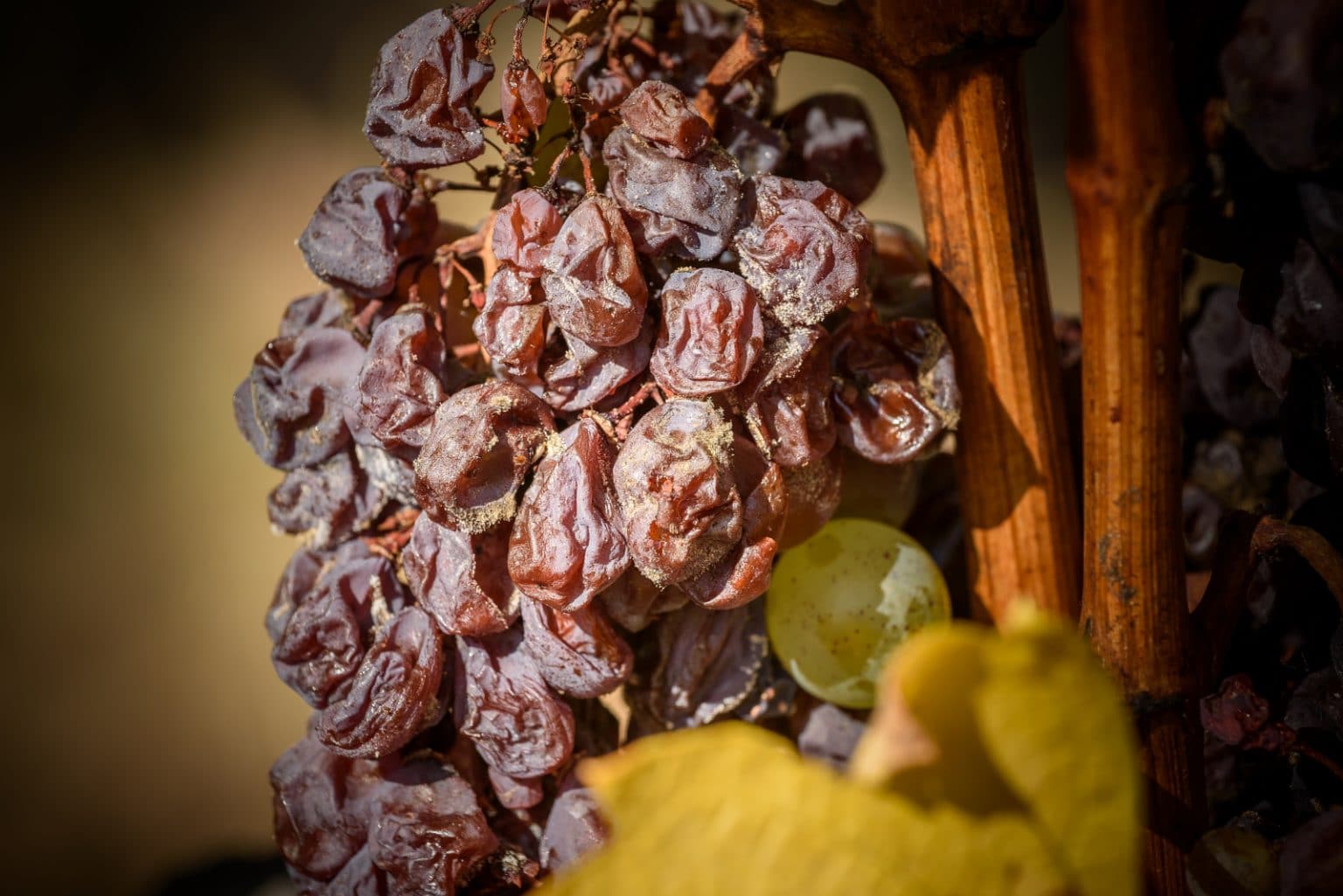 What Is Botrytis Cinerea? (2023) - WinePros