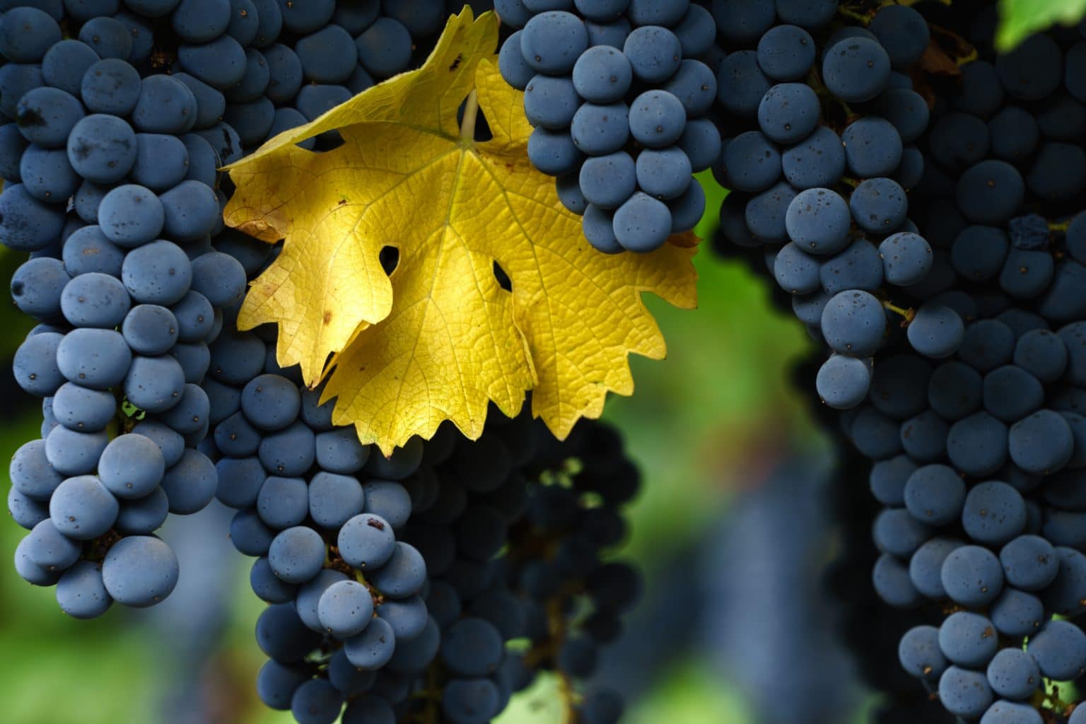 Grape Varietals – Your Essential Guide - WinePros