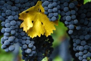 Grape Varietals – Your Essential Guide - WinePros