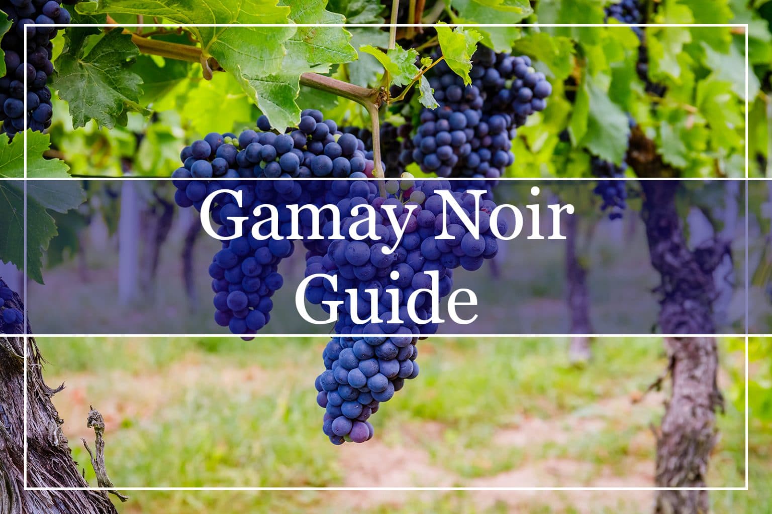 Gamay Noir – The Ultimate Wine Guide - WinePros
