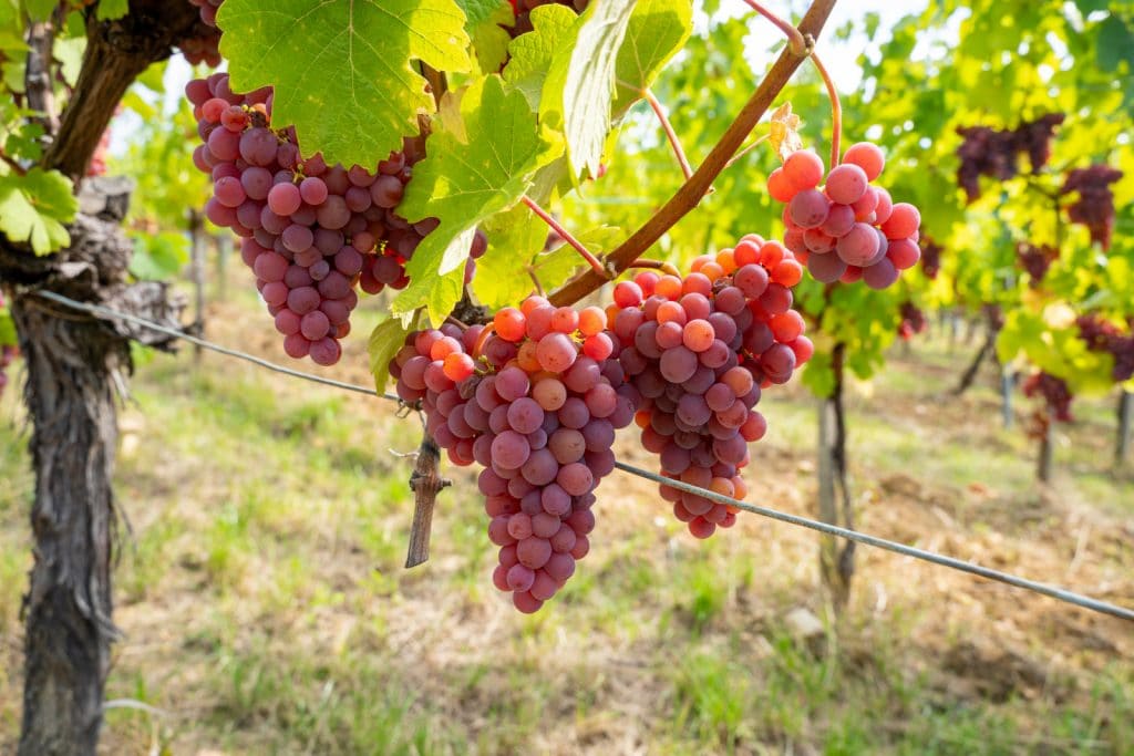 Grape Varietals – Your Essential Guide - WinePros
