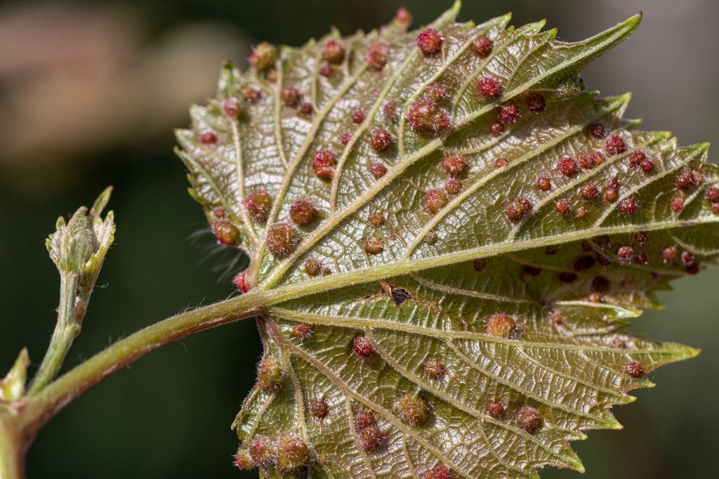 What Is Phylloxera? (2025) - WinePros