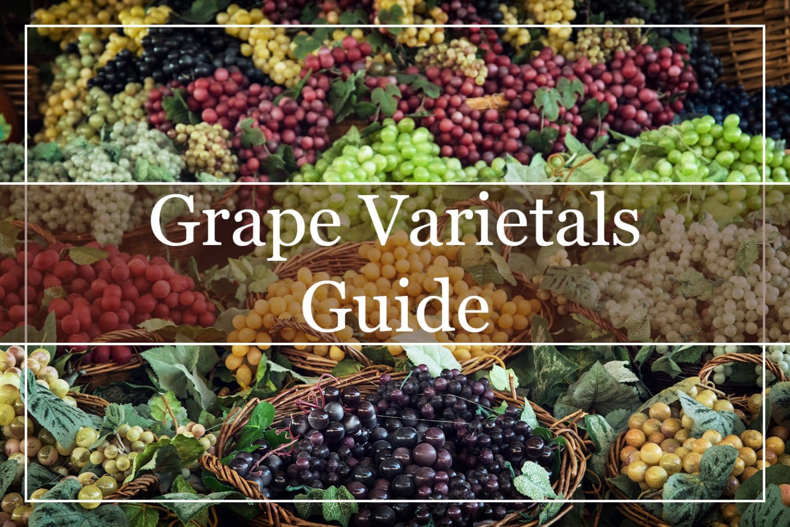Grape Varietals – Your Essential Guide - WinePros