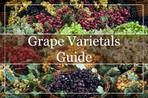 Grape Varietals – Your Essential Guide - WinePros