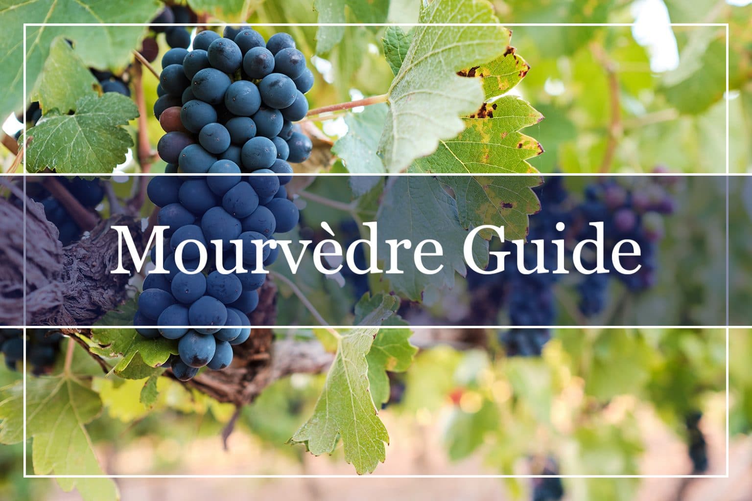 Mourvèdre Wine & Grape Characteristics - WinePros