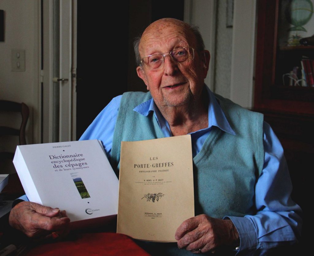 What Is Ampelography? (2025) - WinePros