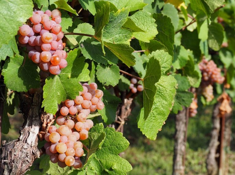 Grape Varietals – Your Essential Guide - WinePros