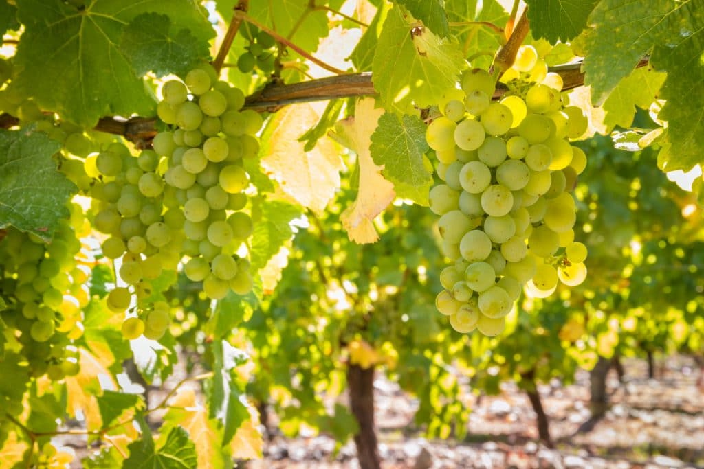 Grape Varietals – Your Essential Guide - WinePros