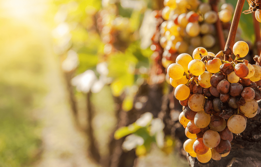 What Is AOC? Appellation D'origine Contrôlée? (2025) - WinePros