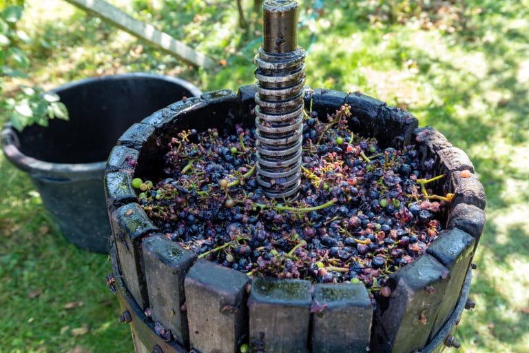 Viniculture - Art of Growing Wine Grapes (2023) - WinePros