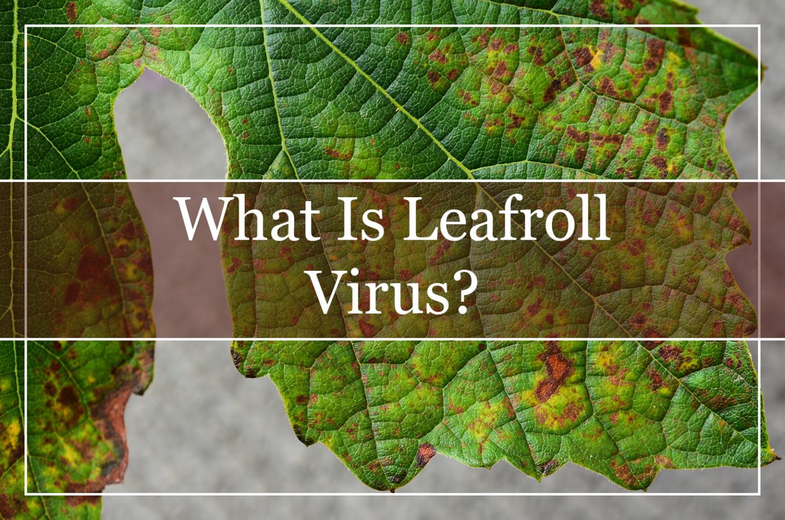 What Is Leafroll Virus? (2022) - WinePros