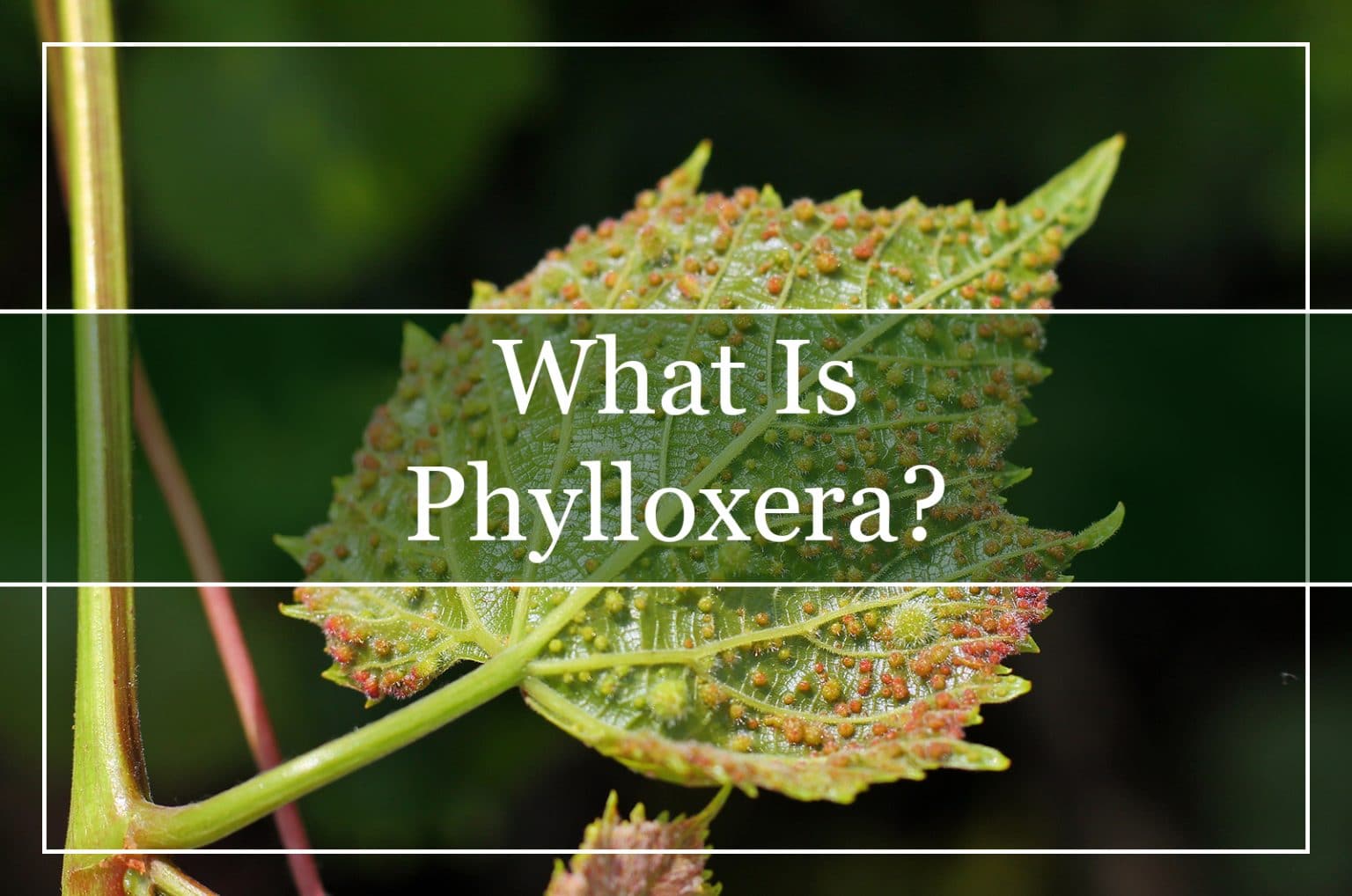 What Is Phylloxera? (2025) - WinePros