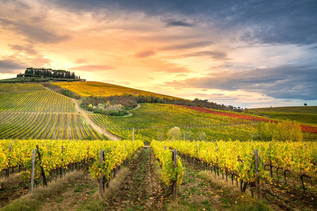 A Beginner’s Guide to Chianti Wine (2025) - WinePros