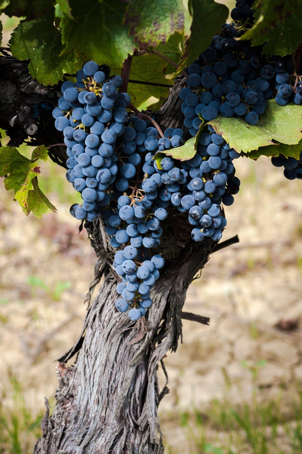 A Beginner’s Guide to Chianti Wine (2025) - WinePros